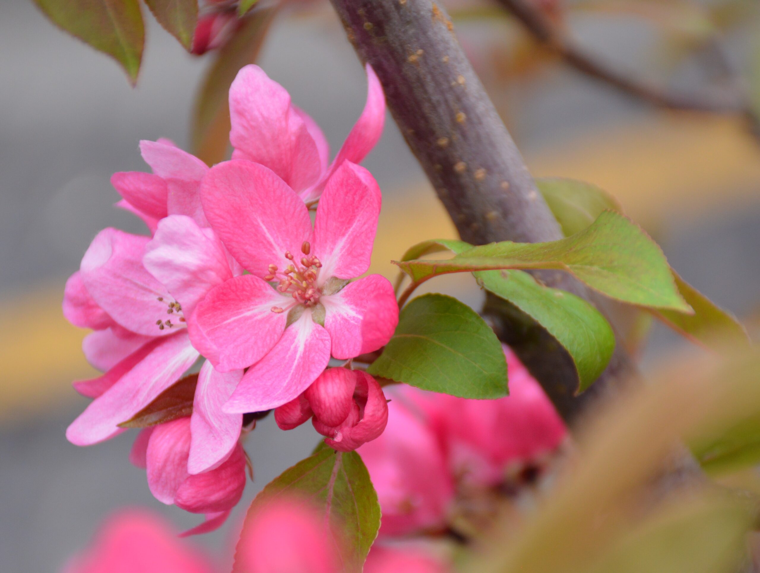 Grief and the Quest of Meaning, with Robert Neimeyer - Post Death Education